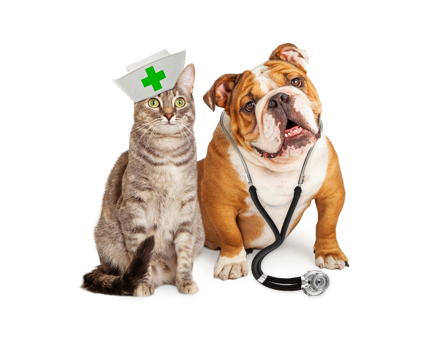 Pet Feeding and Medication Administration - Pet Sitter Oceanside ...